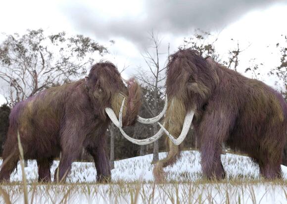 How Close Are We to Cloning the Woolly Mammoth? - NewsBreak