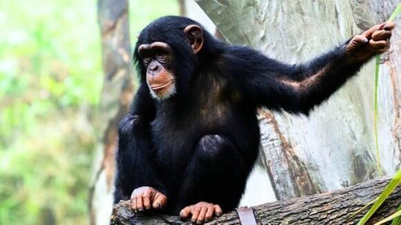 11 Animals That Use Tools Like Humans Do - NewsBreak
