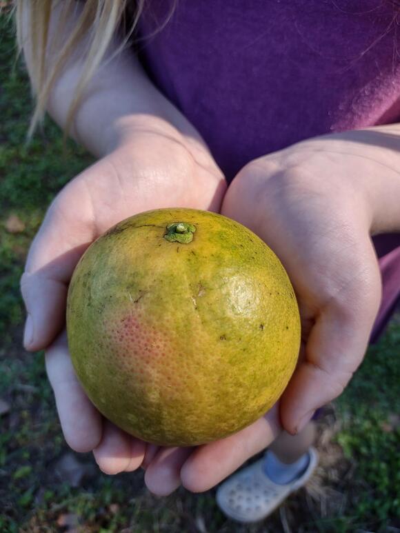 Things to Know Before You Put Grapefruit in Your Cart - NewsBreak