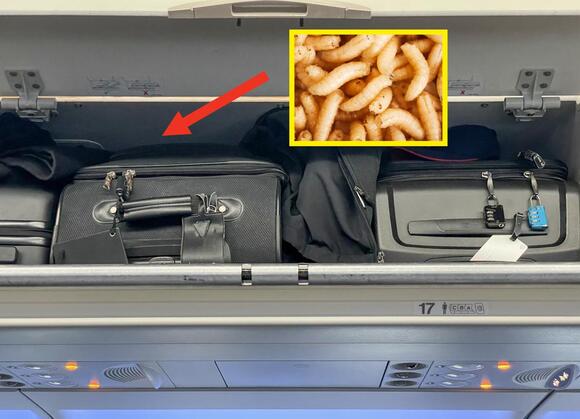 Rotten Fish And Maggots Were Found In A Passenger’s Luggage After Bugs ...