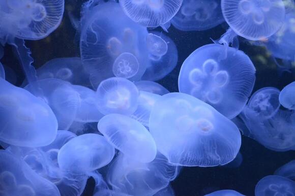 The Immortal Jellyfish: The Marine Organism That Can Reverse Its Own ...