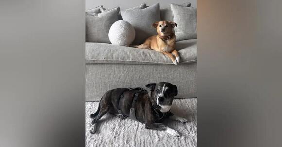 Ariana Grande Shares Sweet Photo of Mac Miller's Dog on 7-Year ...