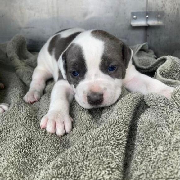 Foster Needed for Three Four-Week-Old Puppies - NewsBreak