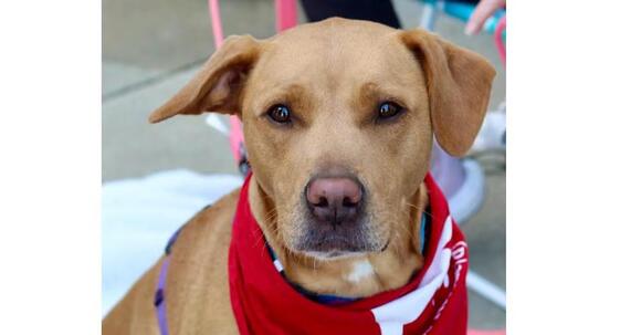🐶 Playful, Gentle & Loyal Dogs Ready for Adoption in Atlanta - NewsBreak