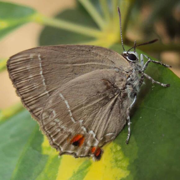 These 9 New Butterfly Species Were Hiding in Plain Sight - NewsBreak