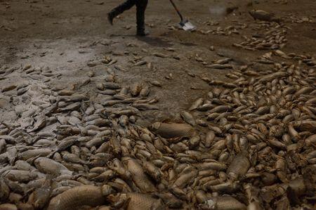 Mass fish death in Mexico's Chihuahua State blamed on severe drought ...