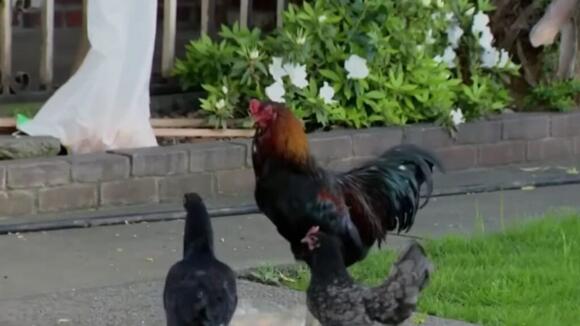 Gangs of chickens overrun California neighborhood, leaving residents ...