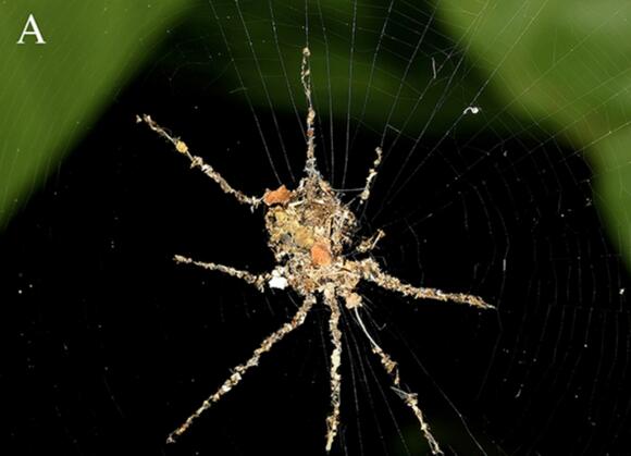 Spiders Make “Scarecrows” Of Bigger Spiders Out Of Silk And Debris To ...