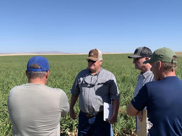 WSU To Hold Onion Field Day This Week - NewsBreak