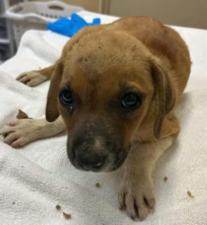 🐶 Playful Puppies and Young Dogs Ready for Adoption in Honolulu - NewsBreak