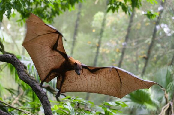 The Largest Bat in the World: The Majestic Flying Fox - NewsBreak