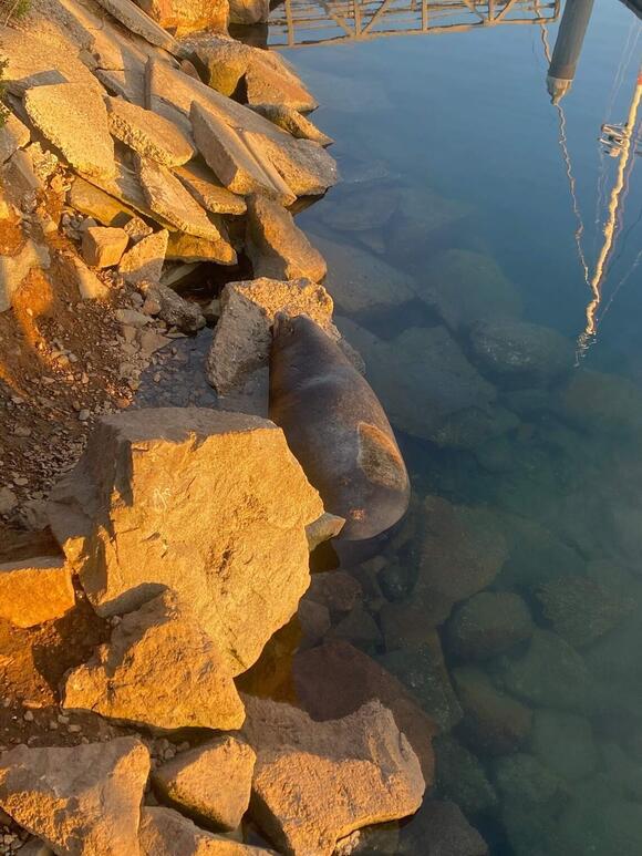 Injured sea lion spotted on SLO County shore. Can anyone help it ...