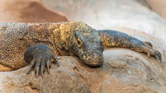 Komodo Dragons Have Venom, Not Bacteria – Here’s What Science Now Knows ...
