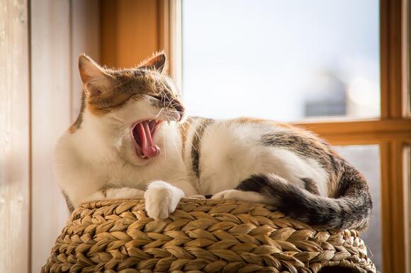 These 10 Simple Changes Can Make Your Cat’s Life Way Better - NewsBreak