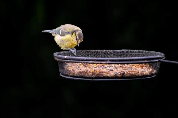 13 Ways To Make Your Backyard a Safe Haven for Local Birds - NewsBreak