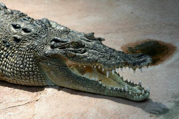 10 Ancient Creatures That Should Be Extinct—But Somehow Still Exist ...