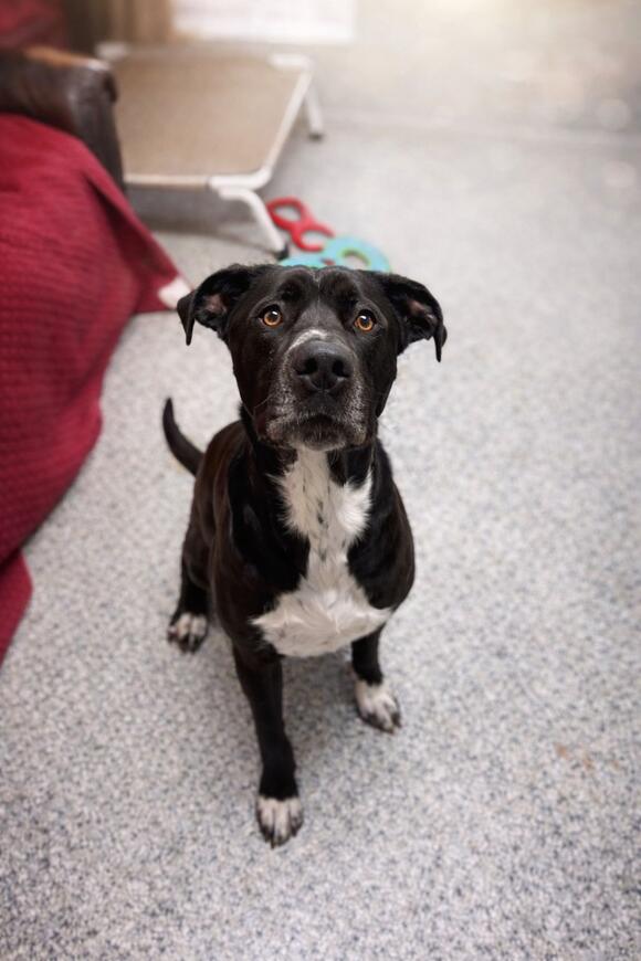 Ryan the dog available for adoption in Herkimer County - NewsBreak