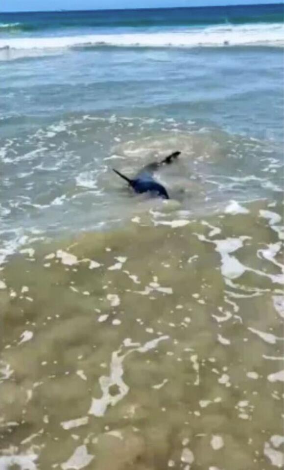 Dead dolphin found off the California coast raises concerns of 'toxic ...