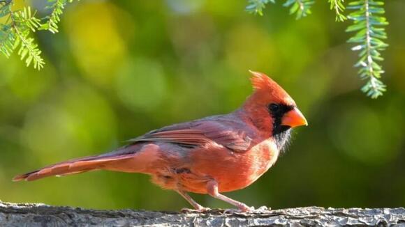 What It Means When a Cardinal Visits You Three Days in a Row (According ...