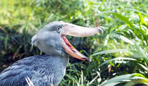 The 12 Ugliest-Looking Animals Ever - NewsBreak