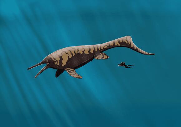 The Rise and Fall of Ichthyosaurs—The Dolphins of the Past - NewsBreak