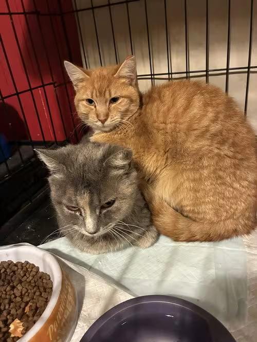 🐱 Loving Cats Ready for Adoption in Maple Heights - NewsBreak