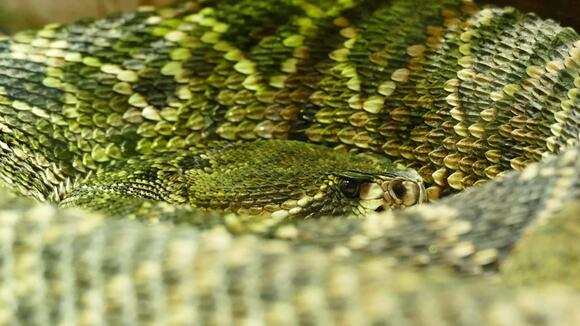 12- Year Old Girl Takes On A Python To Save Her Guinea Pig - NewsBreak