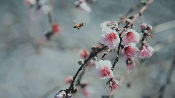 How Climate Change Is Affecting Animal Memory and Instinct - NewsBreak