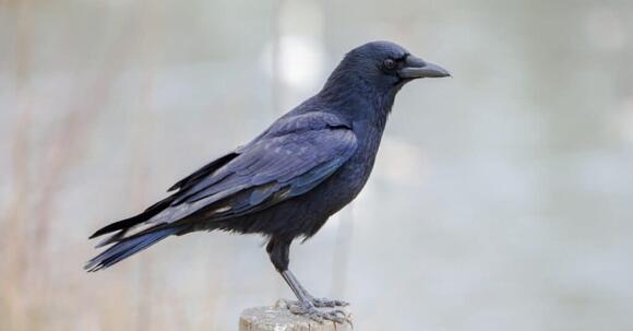 Male vs Female Crows: 4 Key Differences - NewsBreak