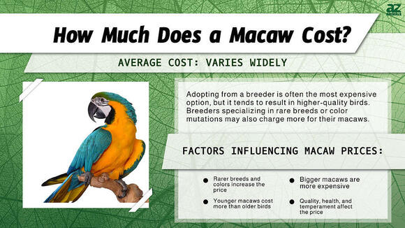 Macaw Prices in 2024: Purchase Cost, Supplies, Food, and More!