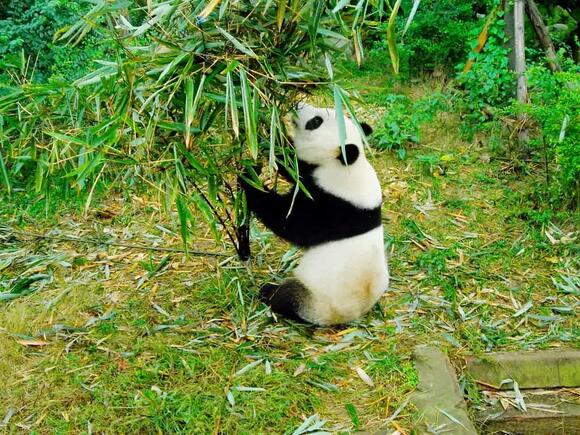 Where to See Giant Pandas Outside of Captivity - NewsBreak