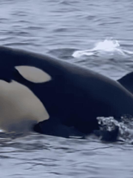 Watch: Baby Orca Breaches - NewsBreak
