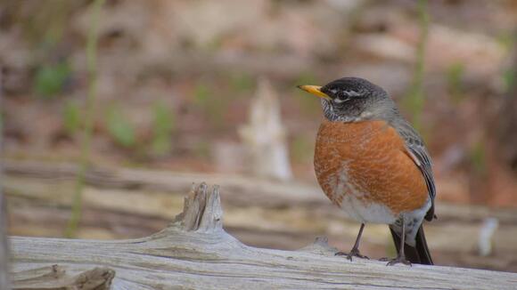 15 Stunning Bird Species Native to the US - NewsBreak