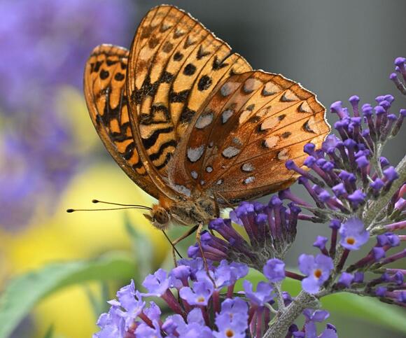 Discover Your Birth Month Butterfly – and the Beautiful Meaning Behind ...