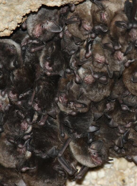 Bats You Might Still Spot in Kentucky’s Caves - NewsBreak