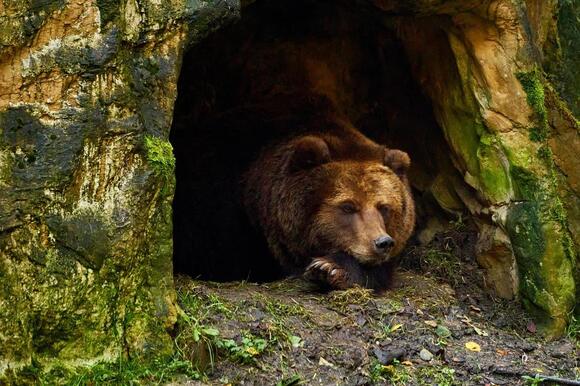Georgia Bear Hunting Season: Dates, Zones, and Regulations You Need to ...