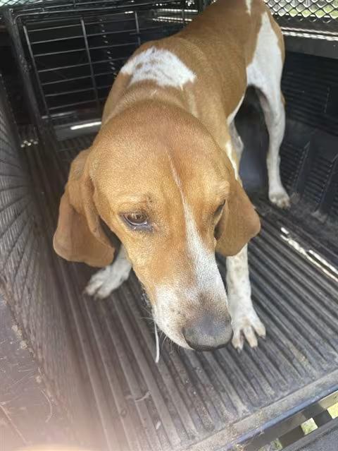 🐶 Playful, Loyal & Loving Dogs Ready for Adoption in Shelby - NewsBreak