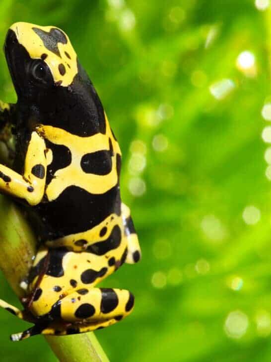 The 10 Most Colorful Animals in the World That Look Unreal - NewsBreak