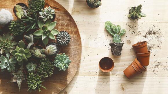 These Are the Only Succulent Trends Worth Trying This Year – They'll ...