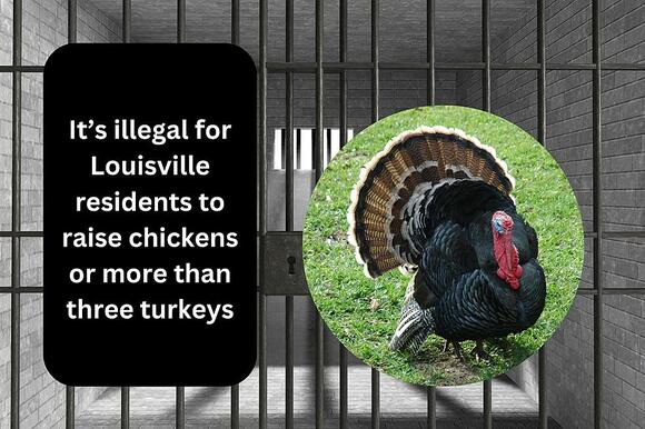 Shooter of American Symbol Shot in Colorado Sought - NewsBreak