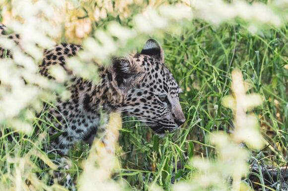 5 Big Cat Species That Are Masters of Camouflage - NewsBreak