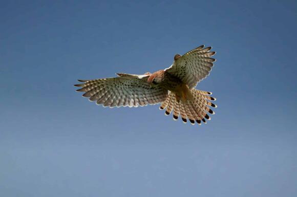 New York’s Peregrine Falcons – The Fastest Birds in the World - NewsBreak