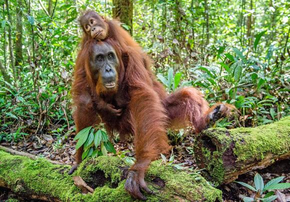 How Technology Is Helping Track Endangered Species in Real Time - NewsBreak