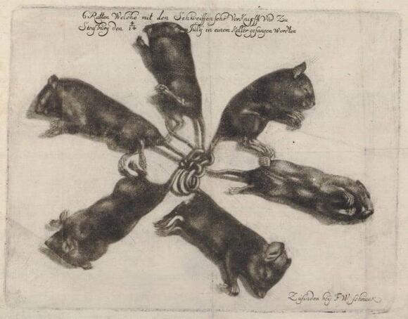 What Are Rat Kings, The ‘Super-Rodents’ Made Of Tangled Tails? - NewsBreak