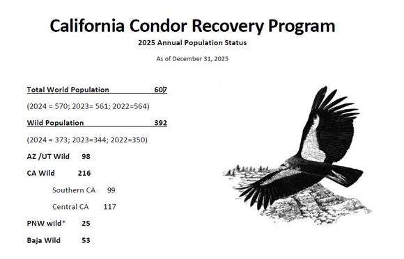 California condor population rises in 2025 report - NewsBreak