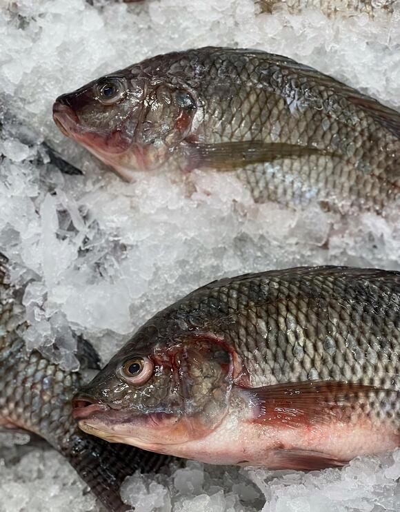 Top Fish Ranked By Nutrition From Least To Most Healthy - NewsBreak