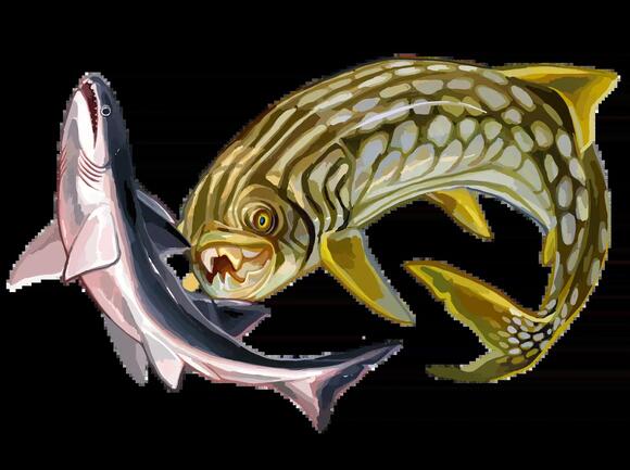 Interesting Facts About the Hoffman’s Dragon Shark - NewsBreak