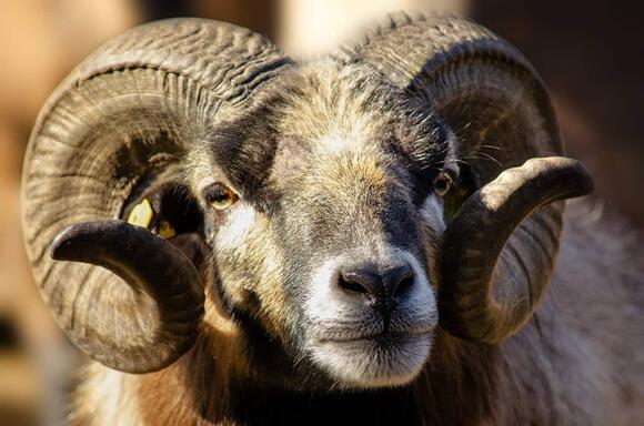 7 Animals You Can See In Yosemite National Park - NewsBreak