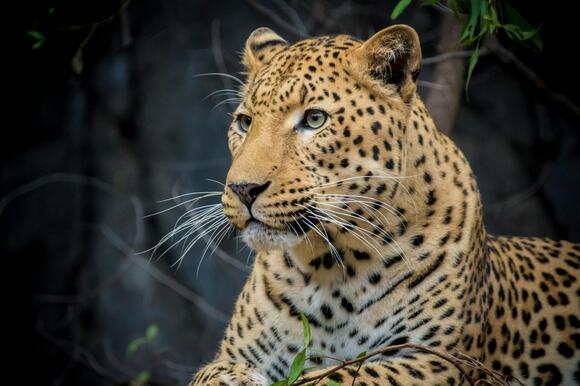 6 Big Cats That Are Surprisingly Gentle in the Wild - NewsBreak