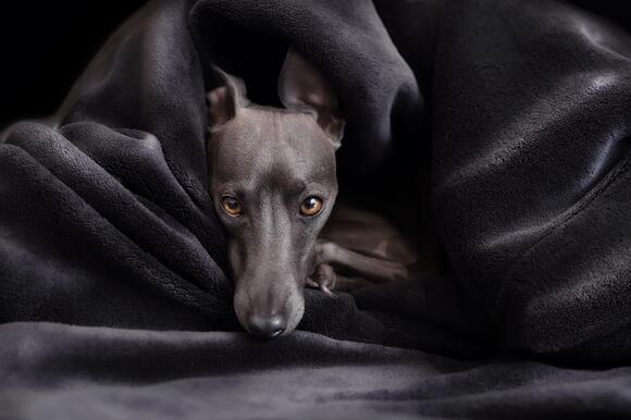 10 Low Maintenance Dog Breeds Ideal for Busy Gen Z Owners - NewsBreak